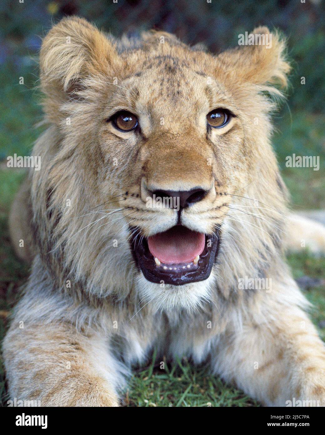 Portrait of Christian the Lion 1970 Stock Photo - Alamy