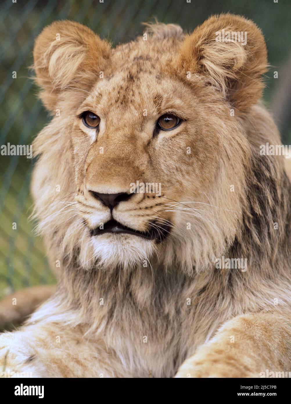 Portrait of Christian the Lion 1970 Stock Photo - Alamy