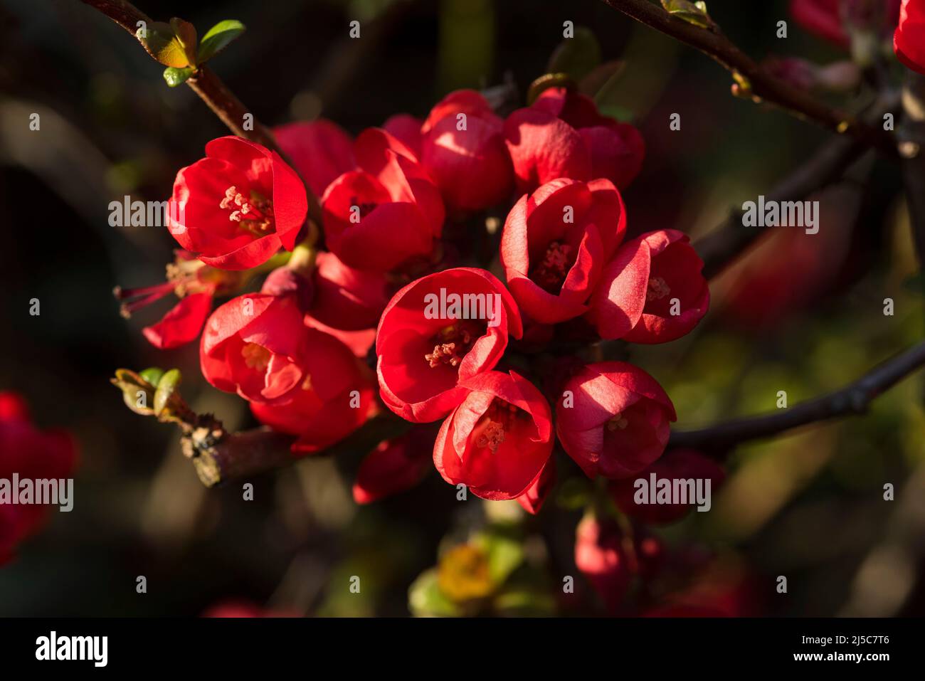 Close up of Japanese Quince, Flowering Quince (Chaenomeles speciosa ...