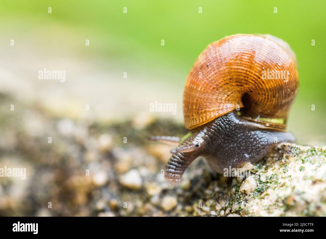 Pomatias elegans, common name the round-mouthed snail, is a species of ...