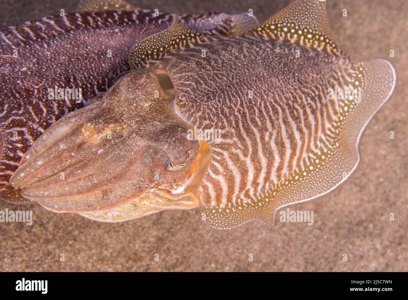 The common cuttlefish or European common cuttlefish (Sepia officinalis ...