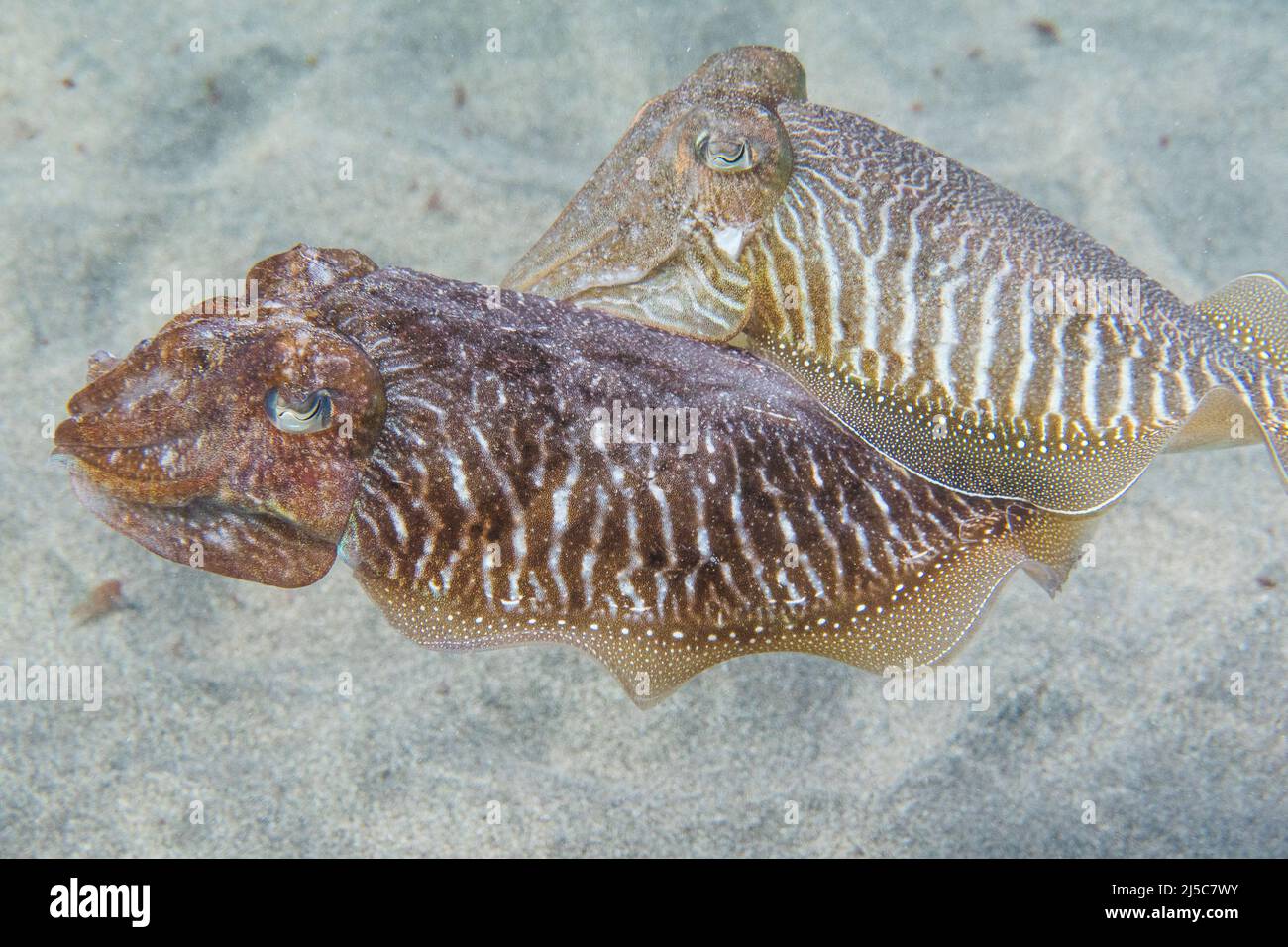 The common cuttlefish or European common cuttlefish (Sepia officinalis ...