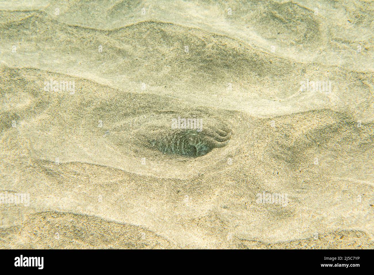 The common cuttlefish or European common cuttlefish (Sepia officinalis ...