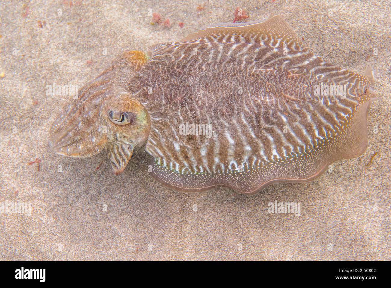 The common cuttlefish or European common cuttlefish (Sepia officinalis ...