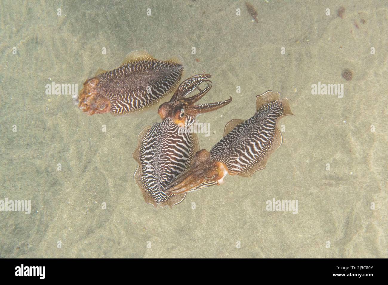 Cuttlefish fighting hi-res stock photography and images - Alamy