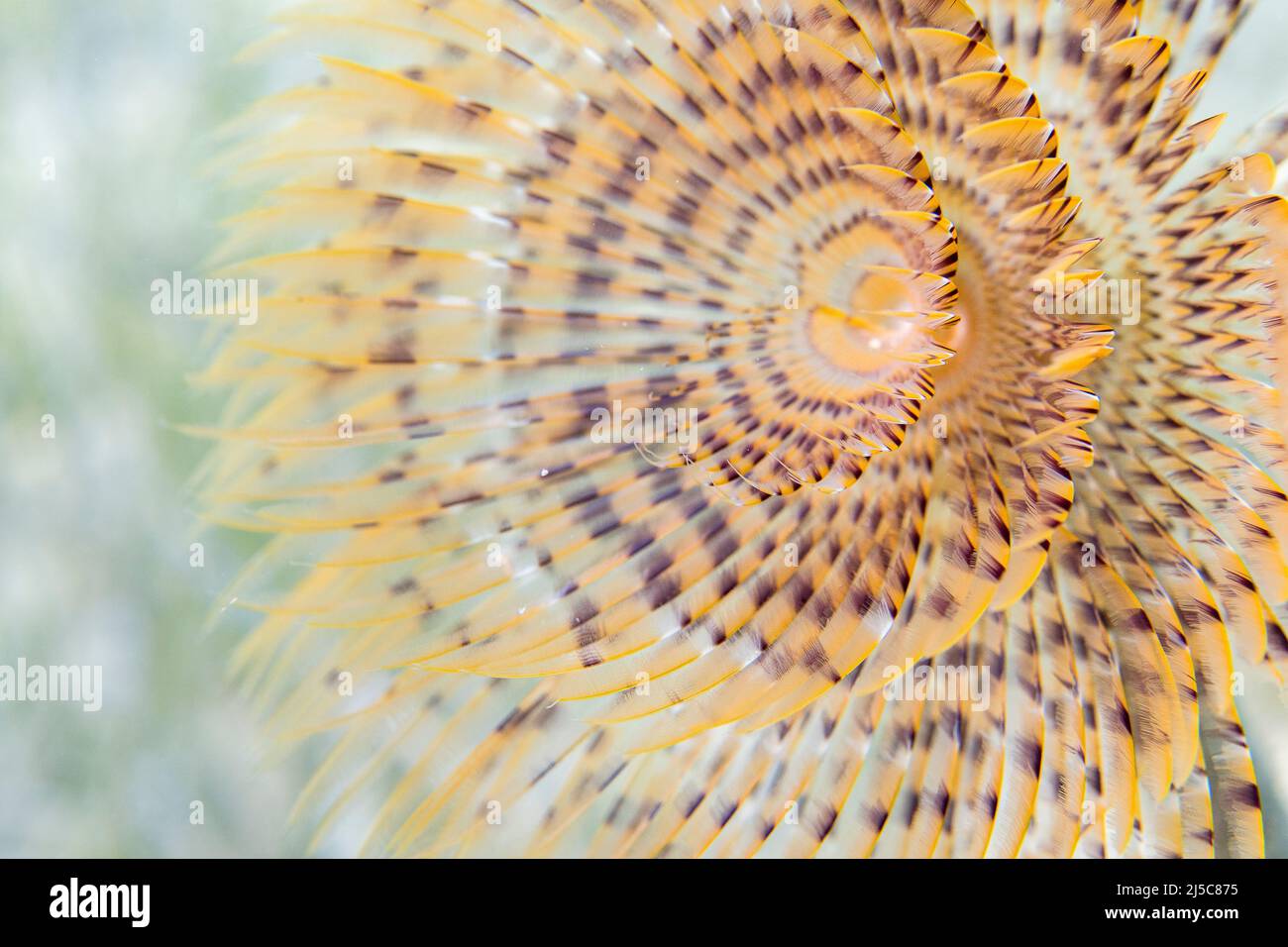 Sabella spallanzanii is a species of marine polychaete worms. Names ...