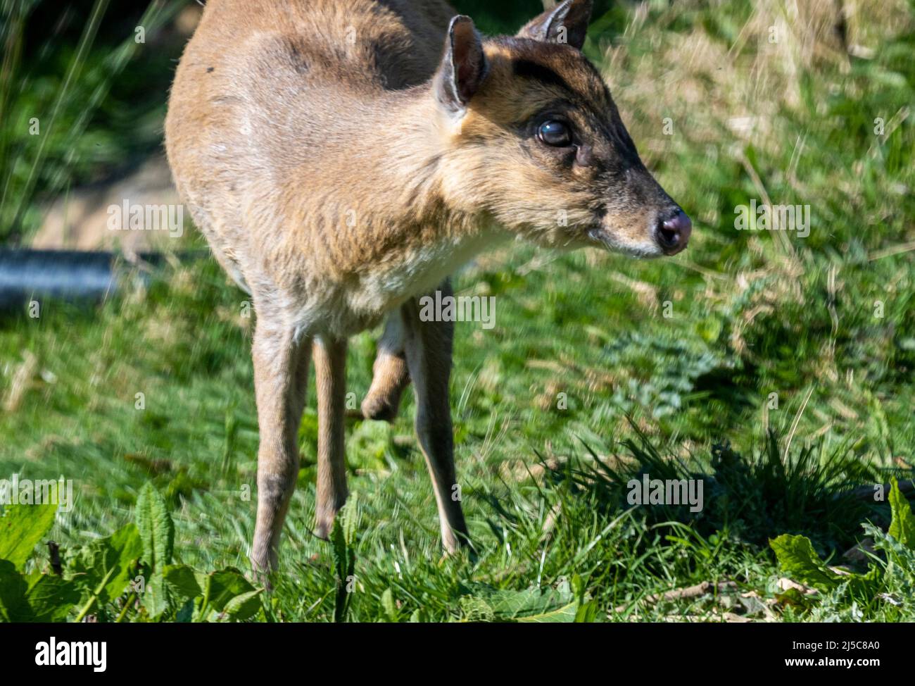 Rutland Water Oakham April 2022: Three legged Muntjac can be seen daily ...