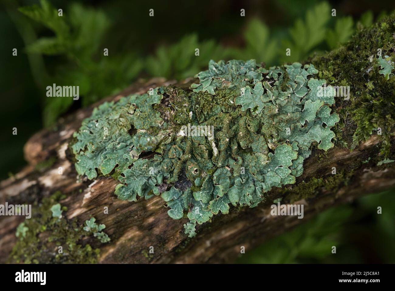 Fungus filaments hi-res stock photography and images - Alamy