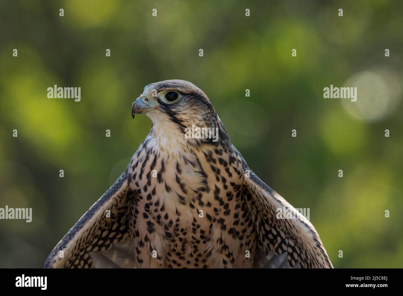 Lanner falcon head shot hi-res stock photography and images - Alamy
