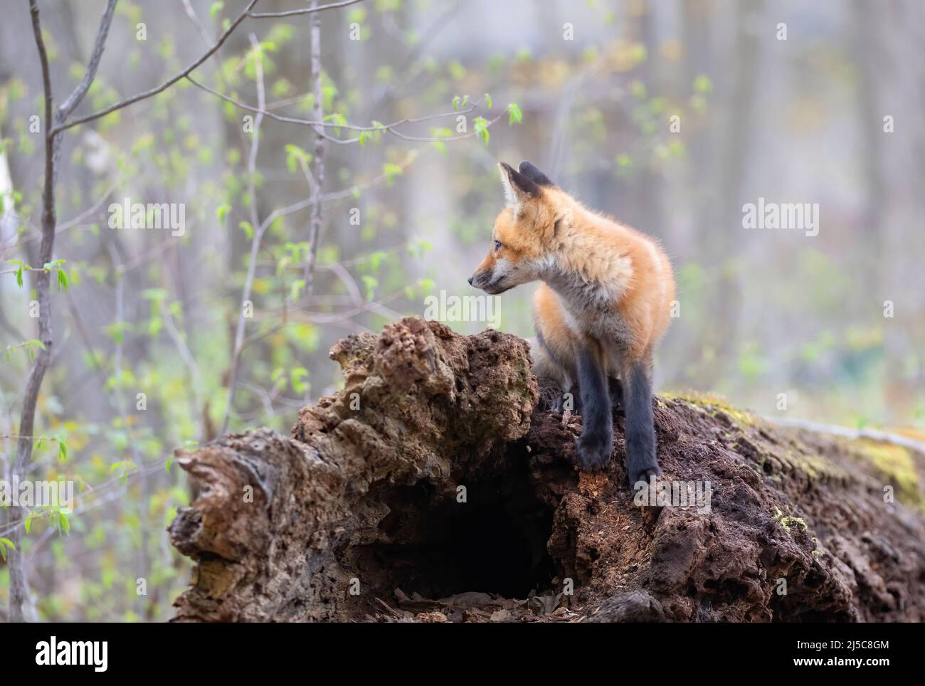 Red fox on a mossy log in the forest hi-res stock photography and ...