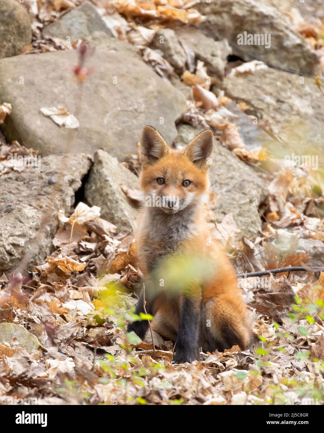 Red fox kit closeup in the leaves in springtime in Canada Stock Photo ...