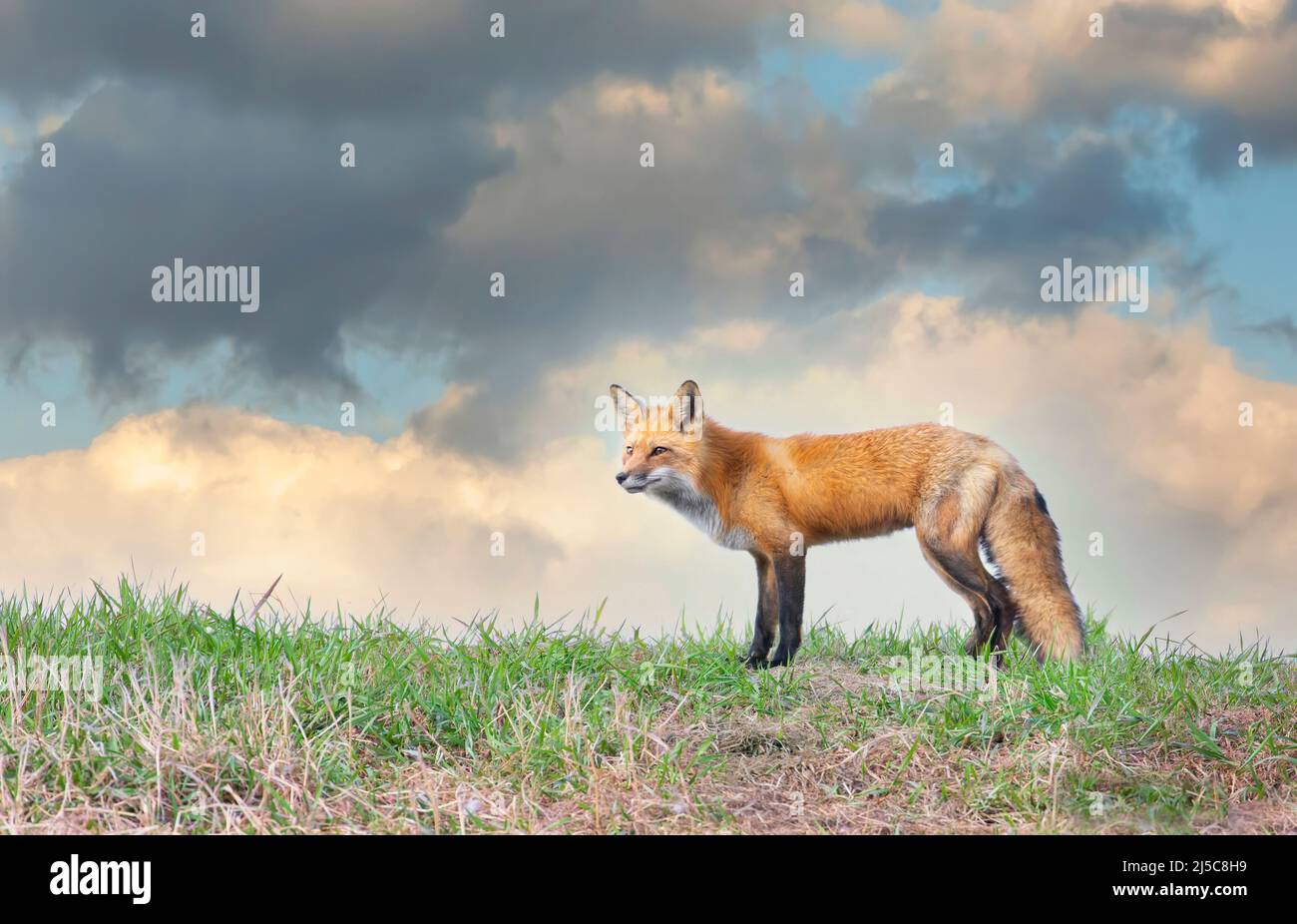 Red fox standing on a grassy hill in springtime in Canada Stock Photo ...