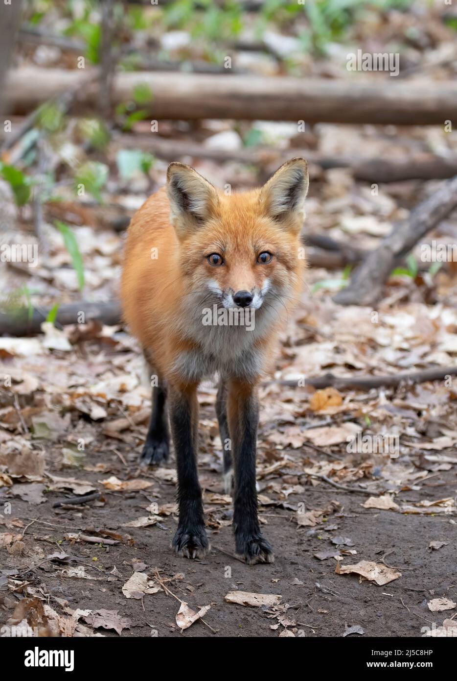 Red fox standing in the forest with a surprised look in springtime in ...