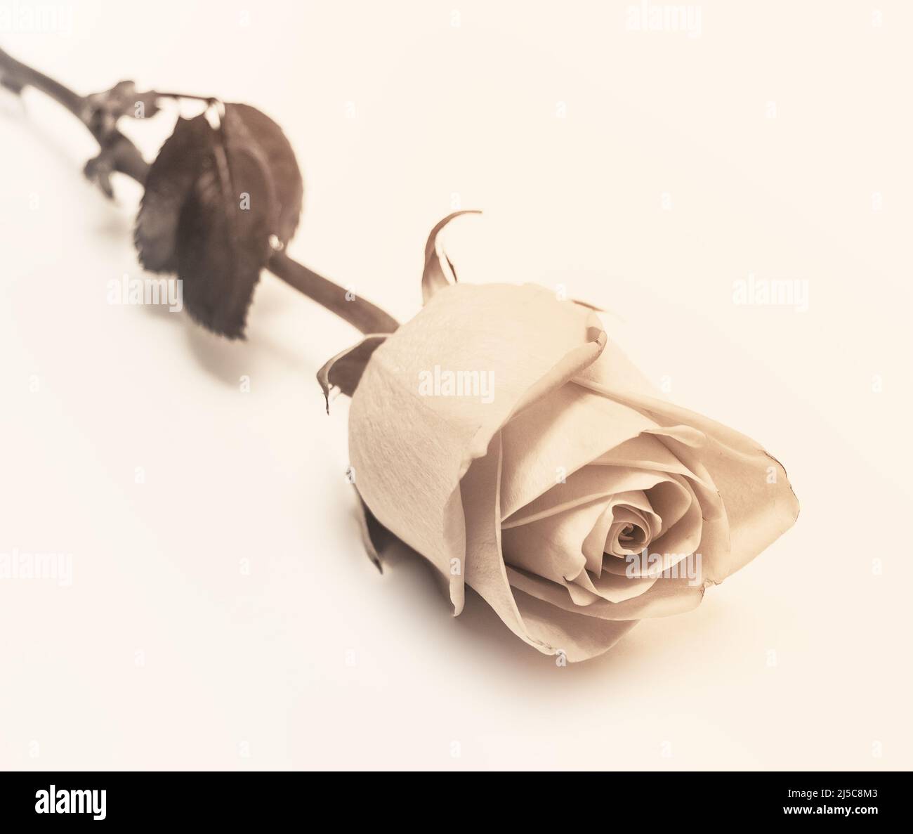 Monochrome single flower hi-res stock photography and images - Alamy