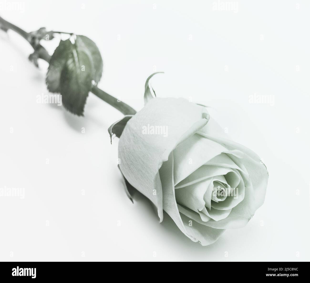 Monochrome single flower hi-res stock photography and images - Alamy