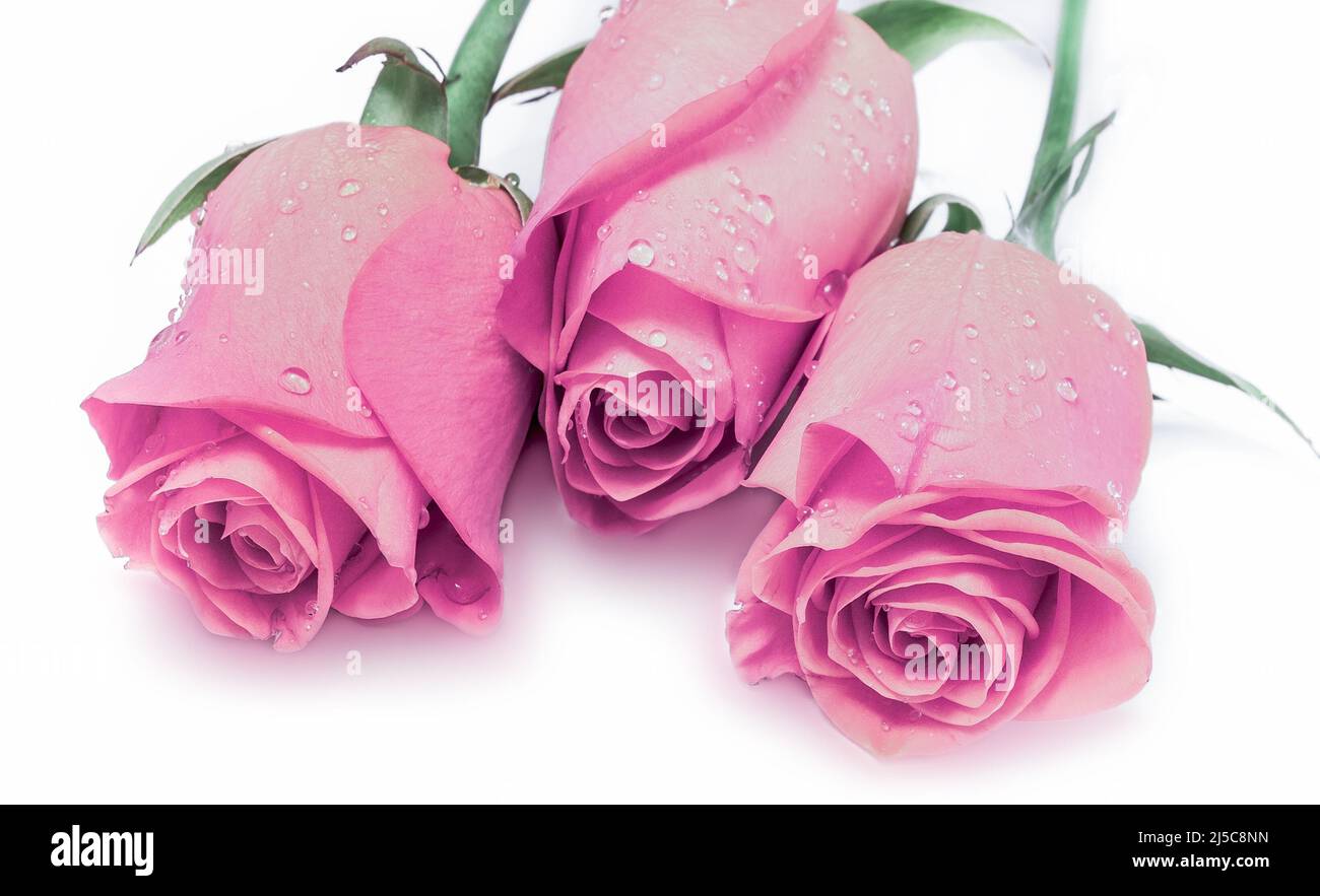 wet pink rose flowers bunch on white Stock Photo - Alamy