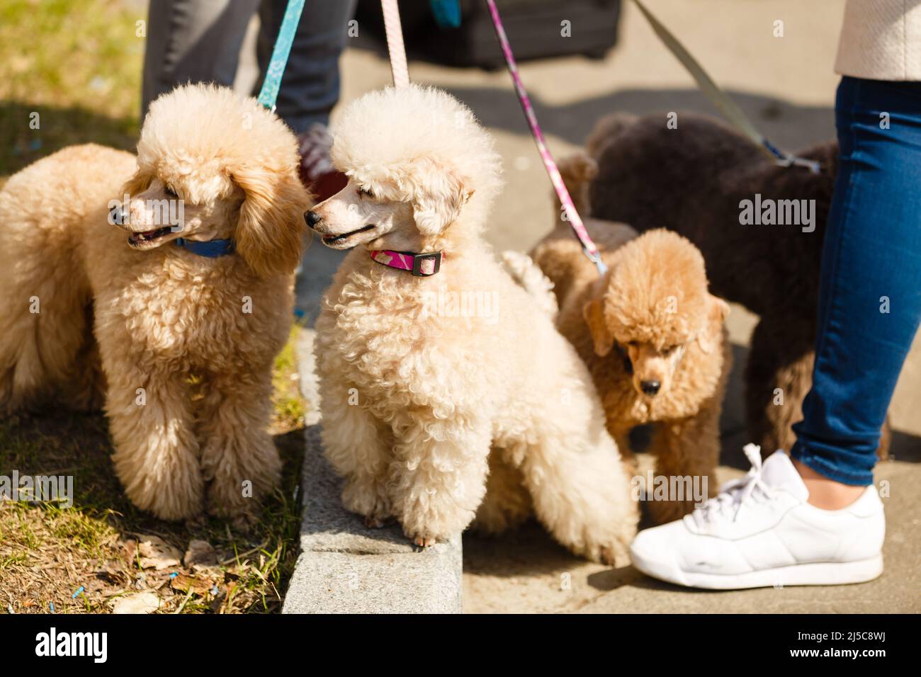 How To Leash Train A Standard Poodle