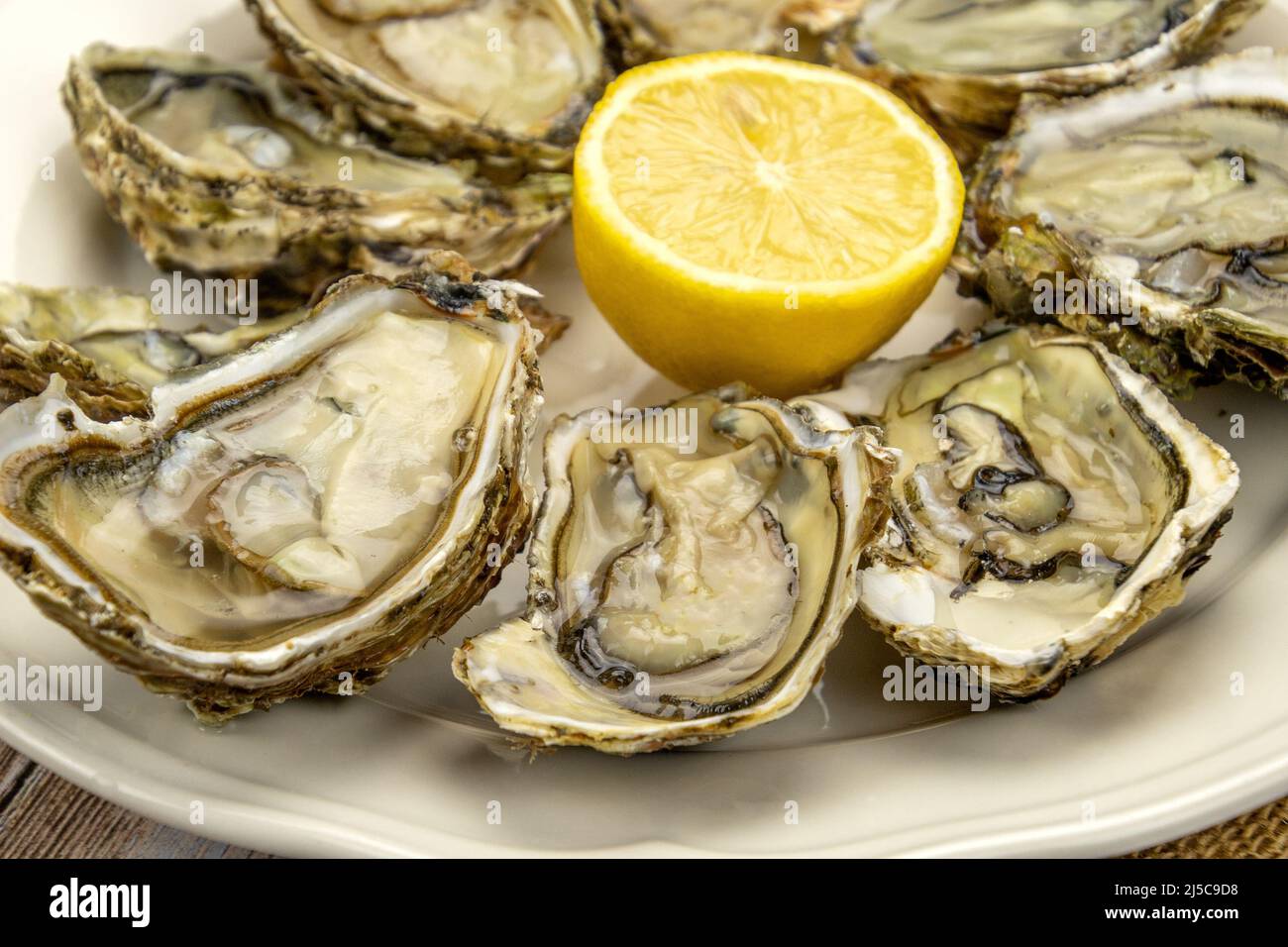 close up of open oysters in a dish with a lemon Stock Photo - Alamy