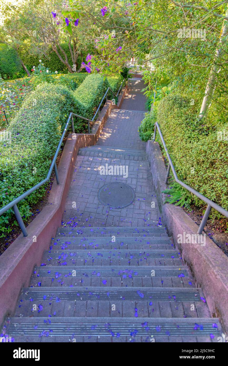 Outdoor stairs with metal handrails and fallen petals on the concrete ...