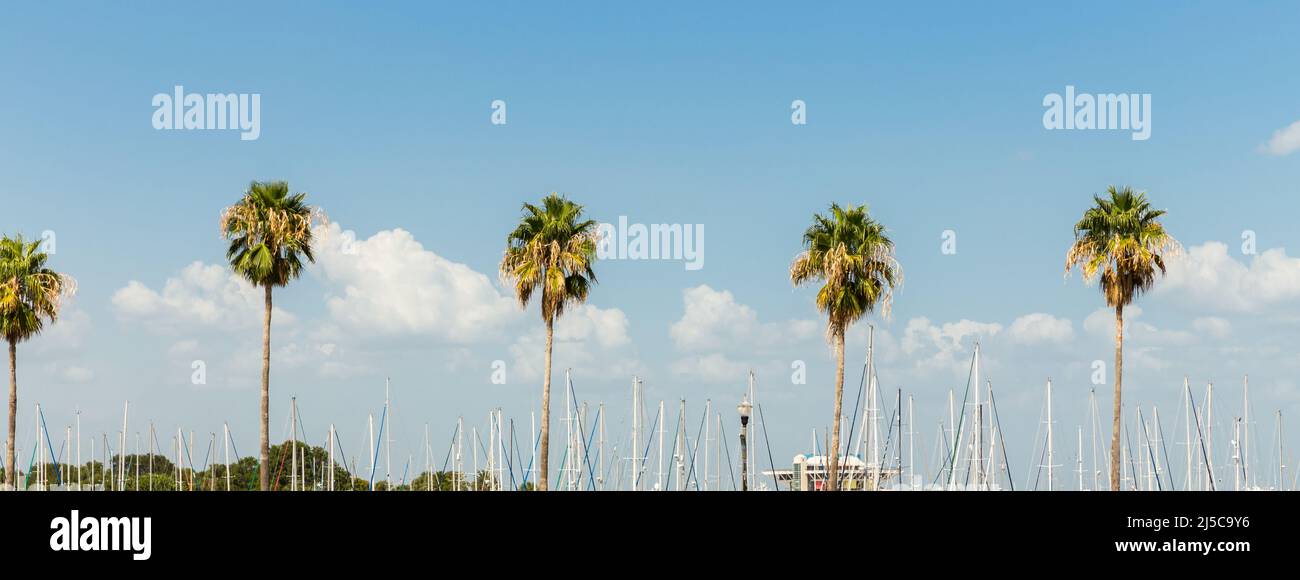 tall palm trees with sun flare against blue sky summer travel ...