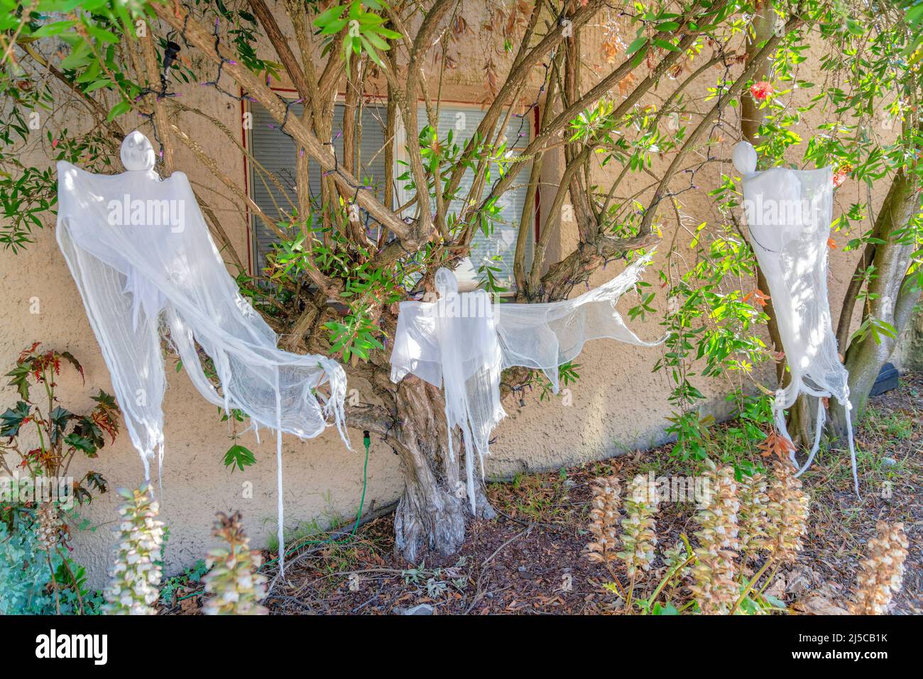 Ghosts on a tree hi-res stock photography and images - Alamy