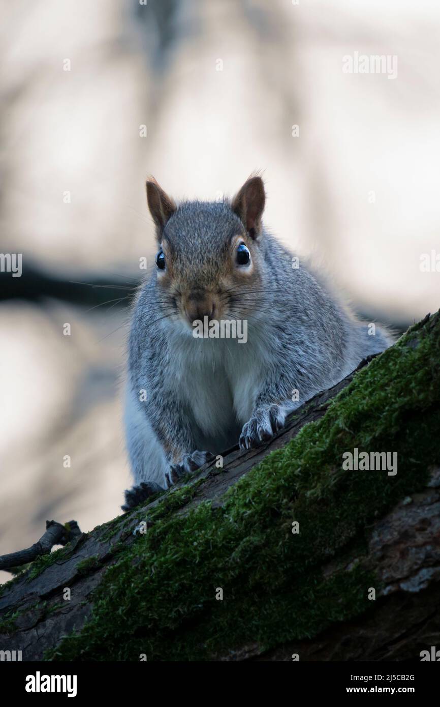 Species of tree squirrel hi-res stock photography and images - Alamy