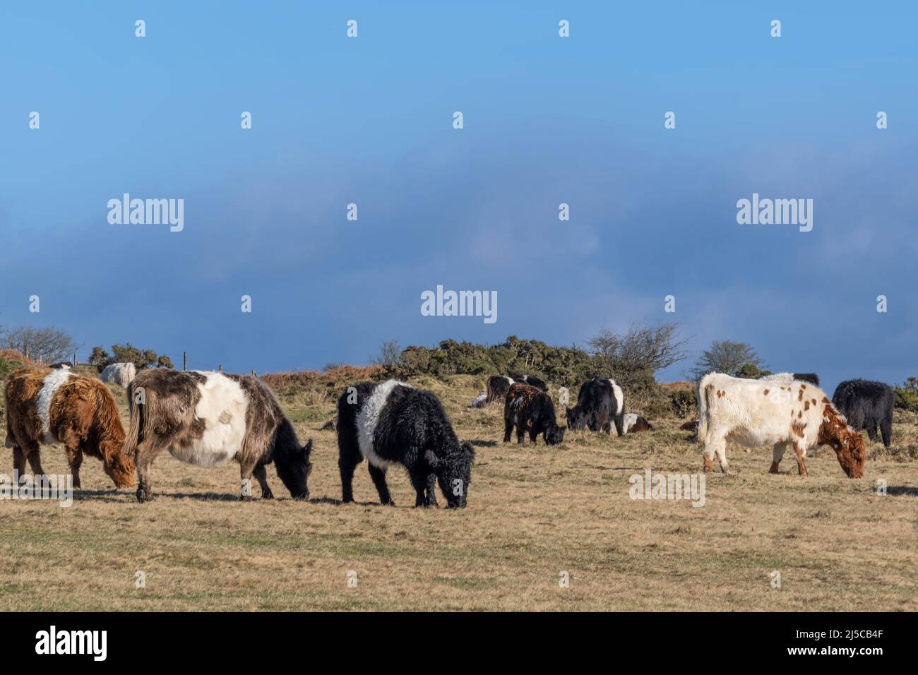 Farm bodmin moor hi-res stock photography and images - Alamy