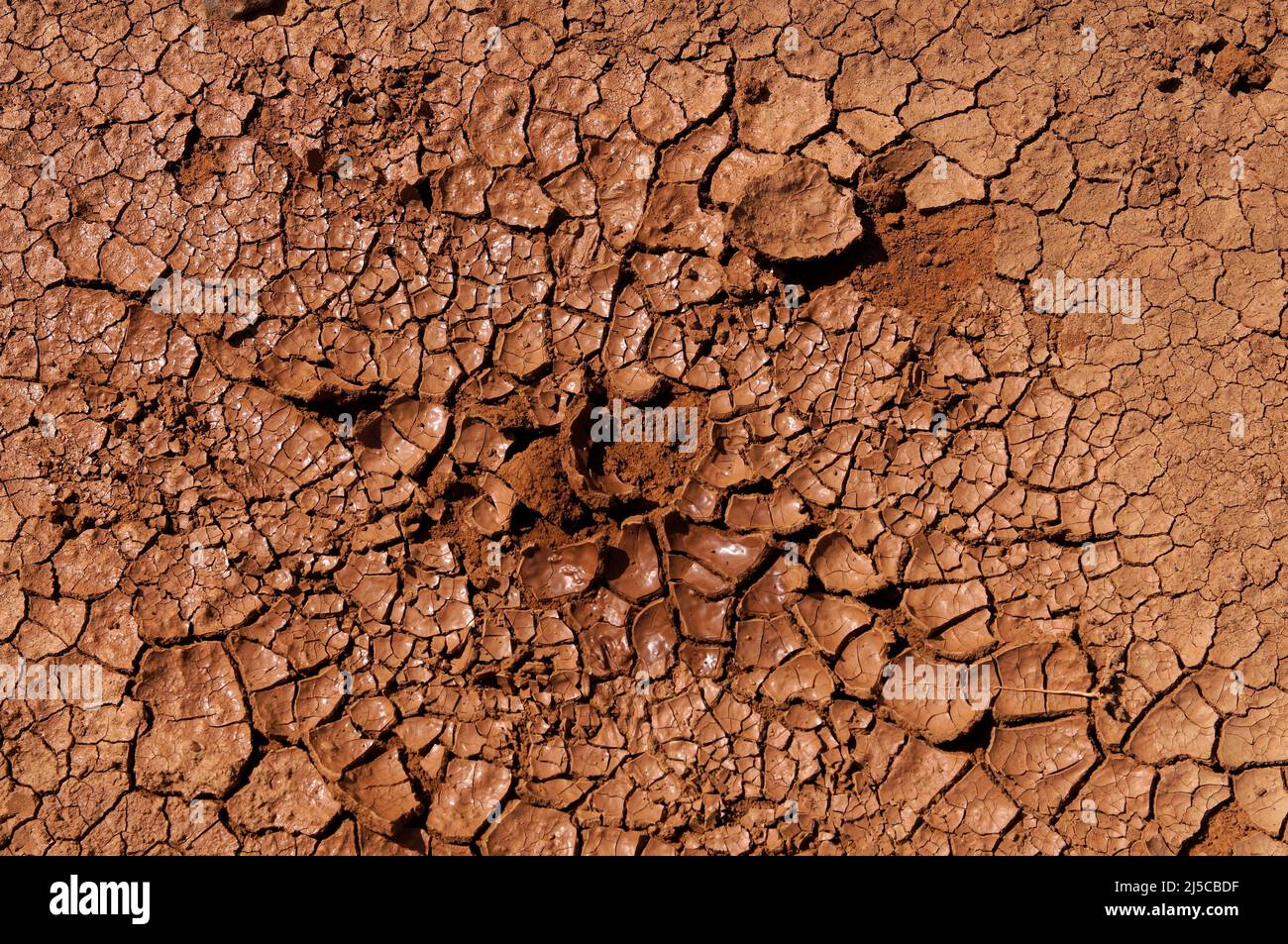 Dried, shiny, cracked mud puddle on a path in Lanzarote. It looks like ...