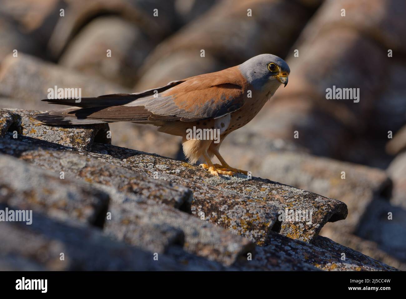 Male lesser kestrel hi-res stock photography and images - Alamy
