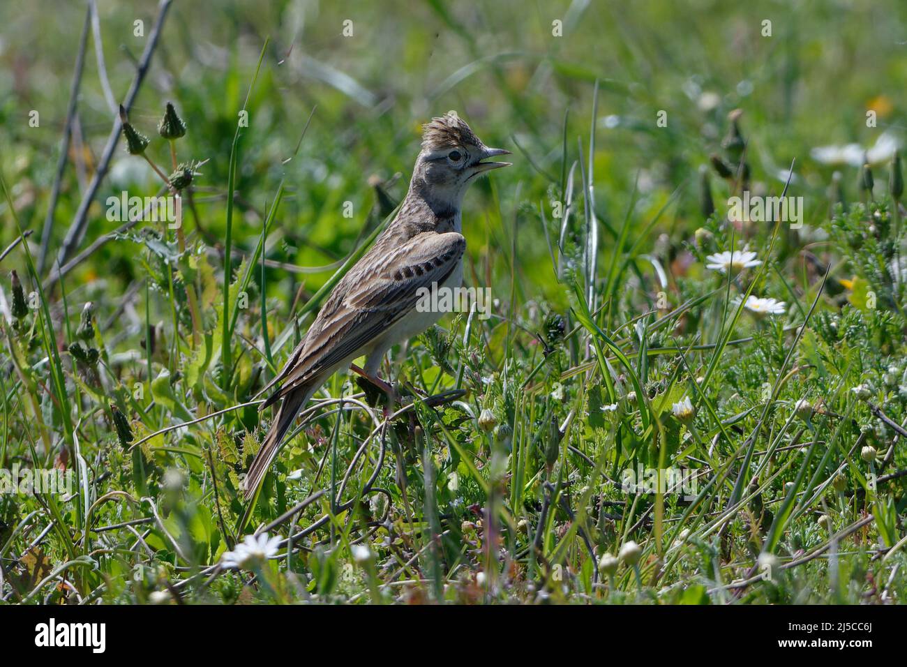 Greater Short-toed Lark (Calandrella brachydactyla Stock Photo - Alamy