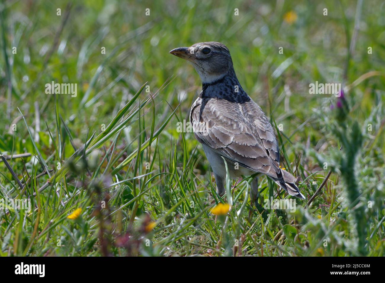 Calandra lark (Melanocorypha calandra) in the grass Stock Photo - Alamy