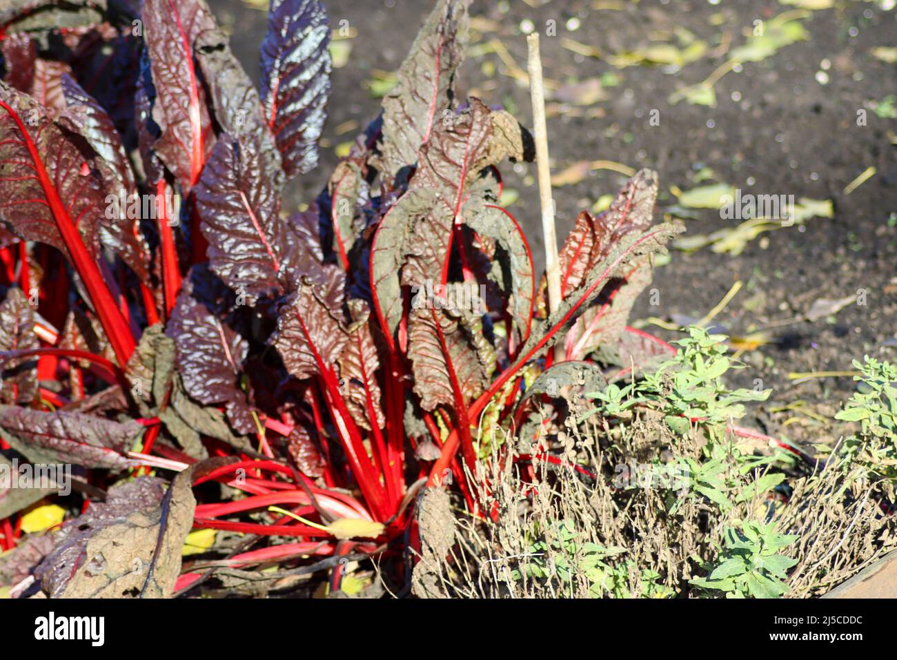 Ripe leaves of the Swiss chard in a vegetable garden in Capelle aan den ...