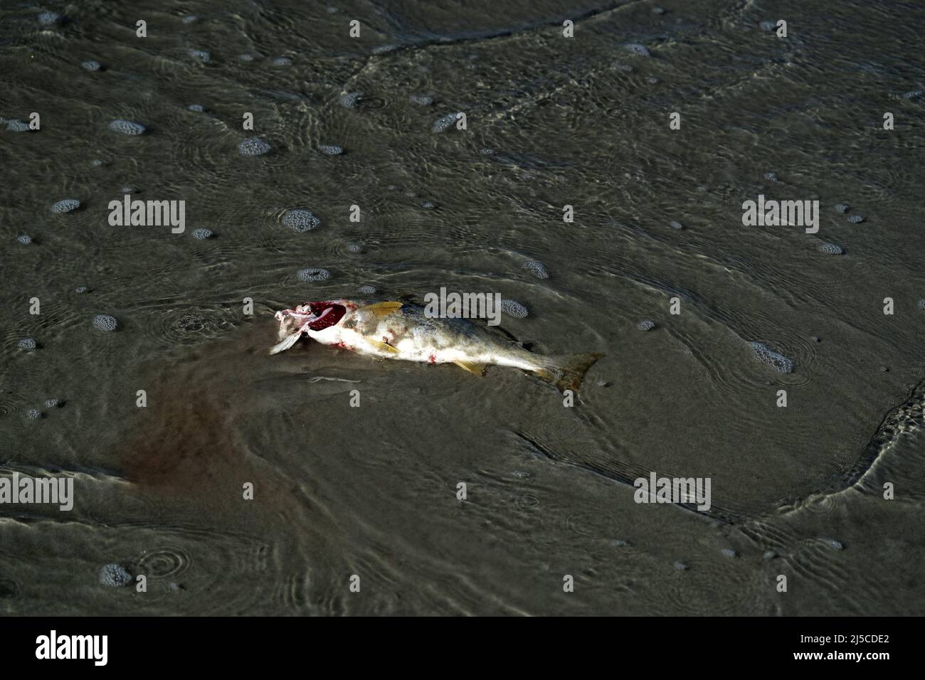 Dead fish on beach pacific hi-res stock photography and images - Alamy
