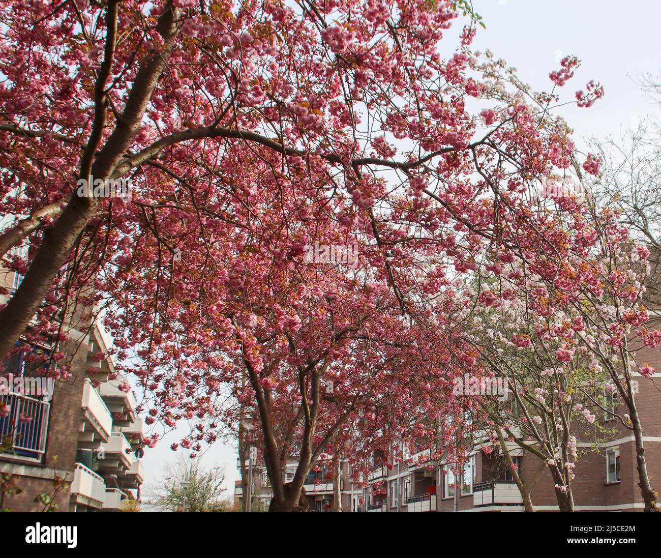 Pink flowers of the Prunus blossom on tree in NIeuwerkerk in the ...