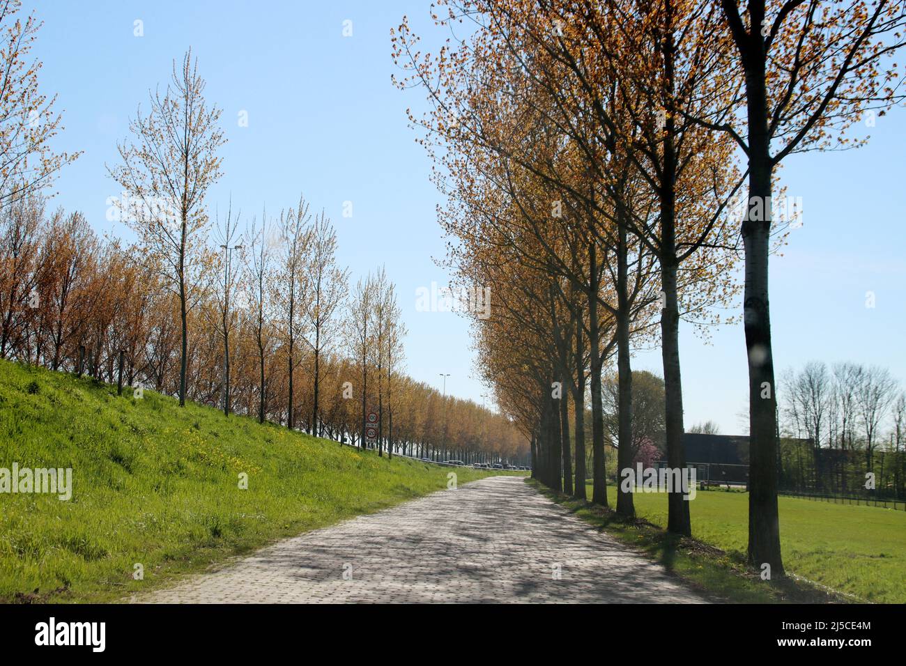 Gold coloured leaves in the sun of poplar trees along motorway A20 in ...