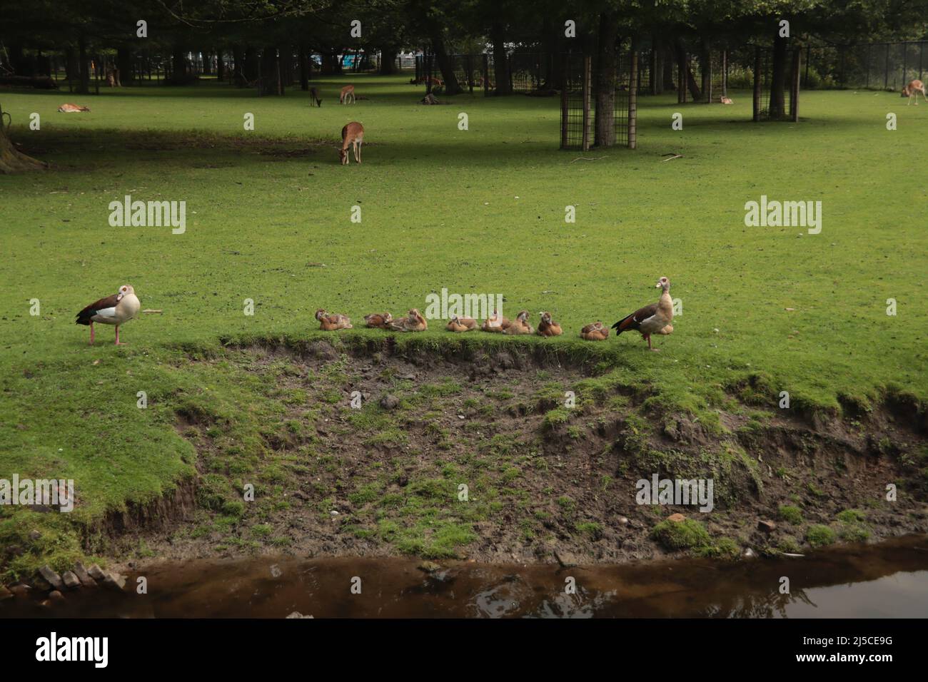 The Eendragtspolder polder area in Zuidplas (Zevenhuizen Stock Photo ...