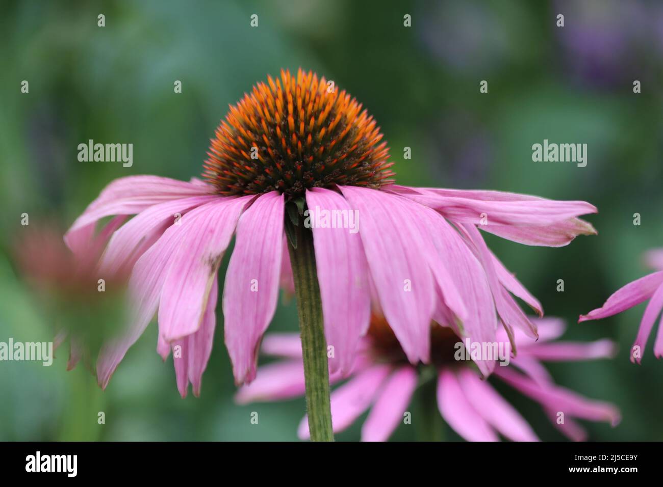 Echinacea purpurea 'Magnus' or coneflower in purple and white in the ...