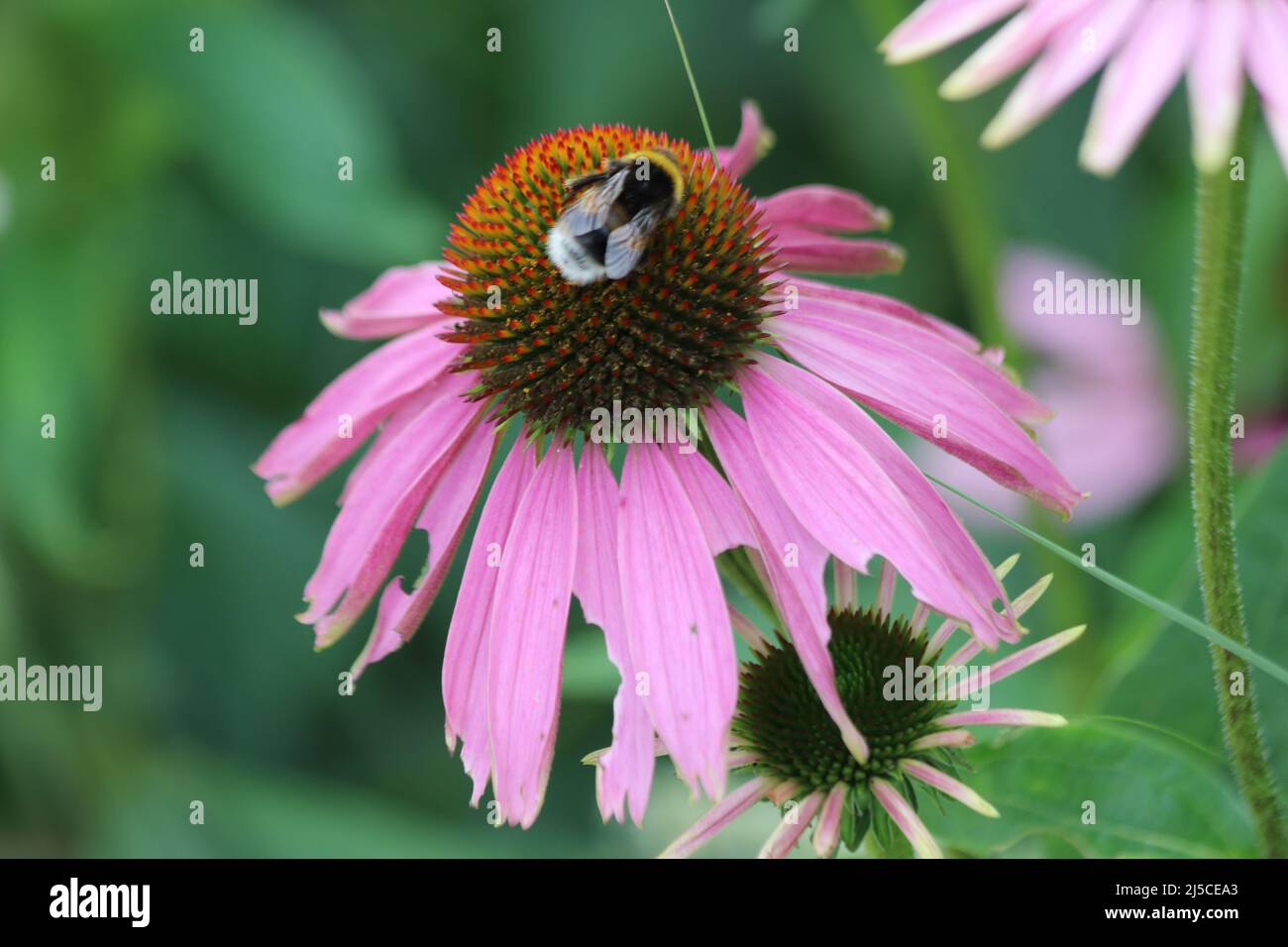 Echinacea purpurea 'Magnus' or coneflower in purple and white in the ...