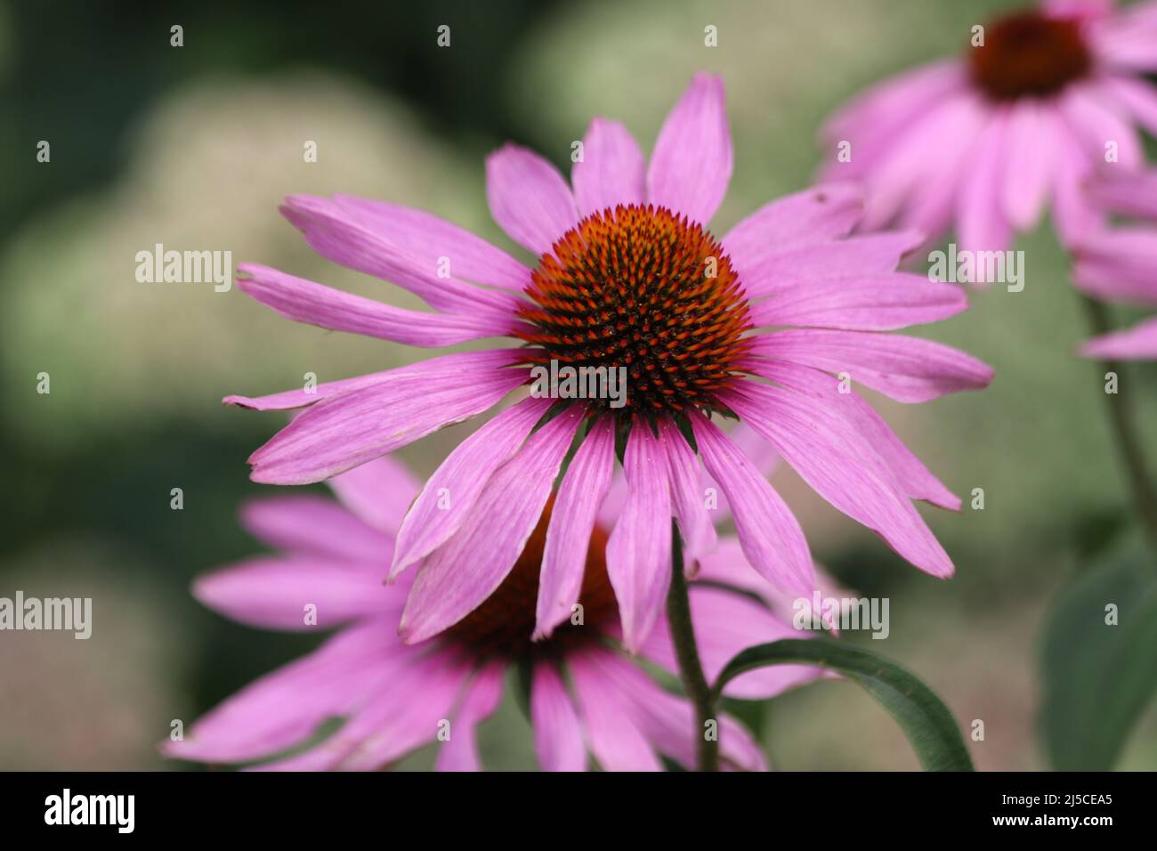 Echinacea purpurea 'Magnus' or coneflower in purple and white in the ...