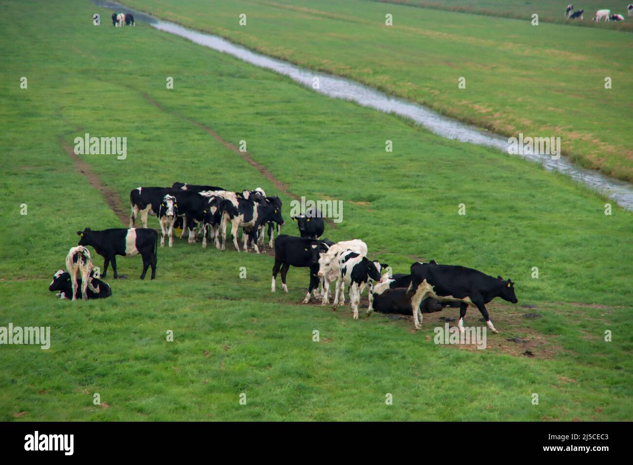 The Eendragtspolder polder area in Zuidplas (Zevenhuizen Stock Photo ...