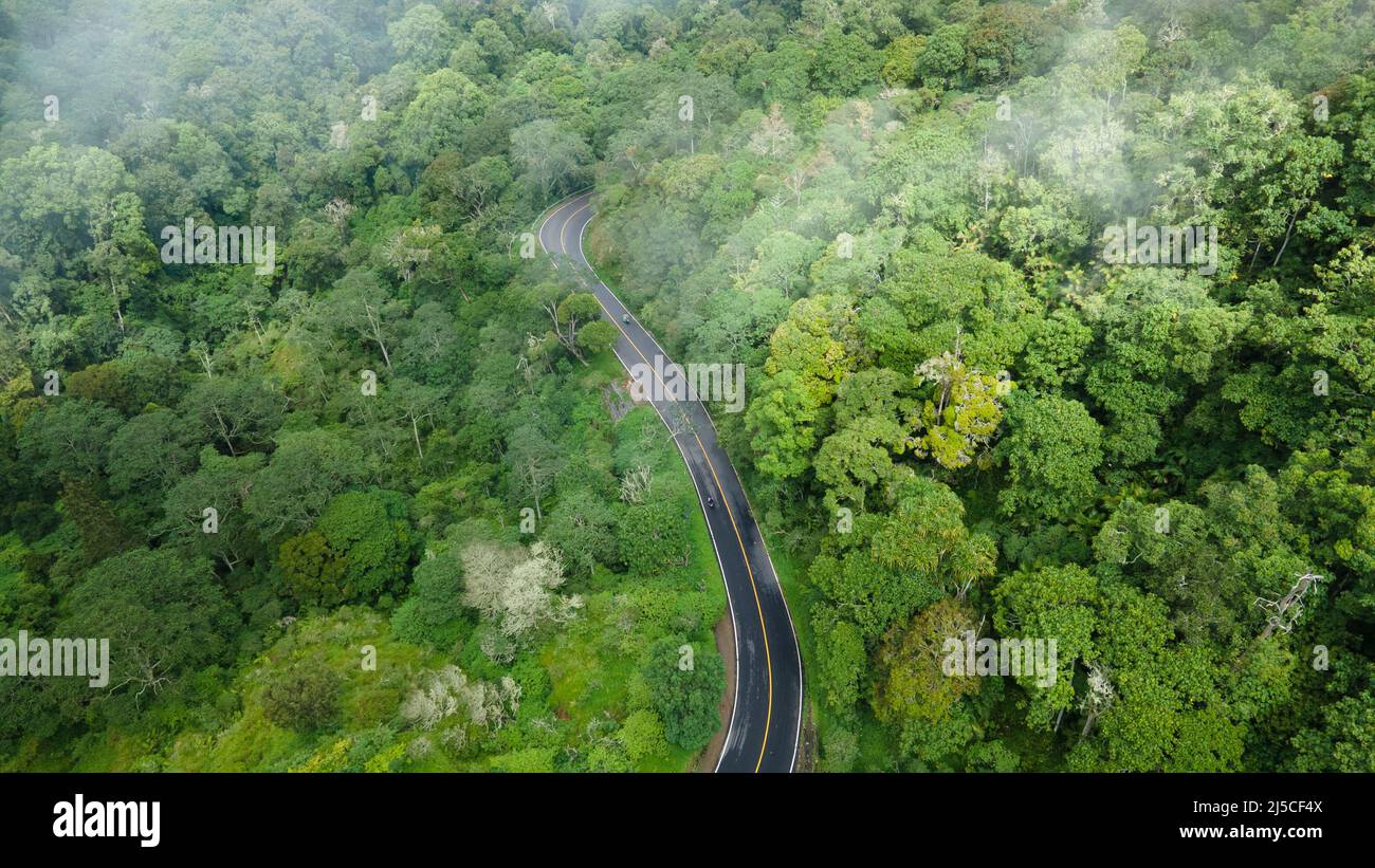 Misty road inside tropical rain forest with dramatic fog Stock Photo ...