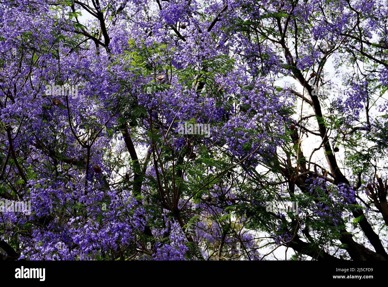 Beautiful image of Jacaranda tree in bloom Stock Photo - Alamy