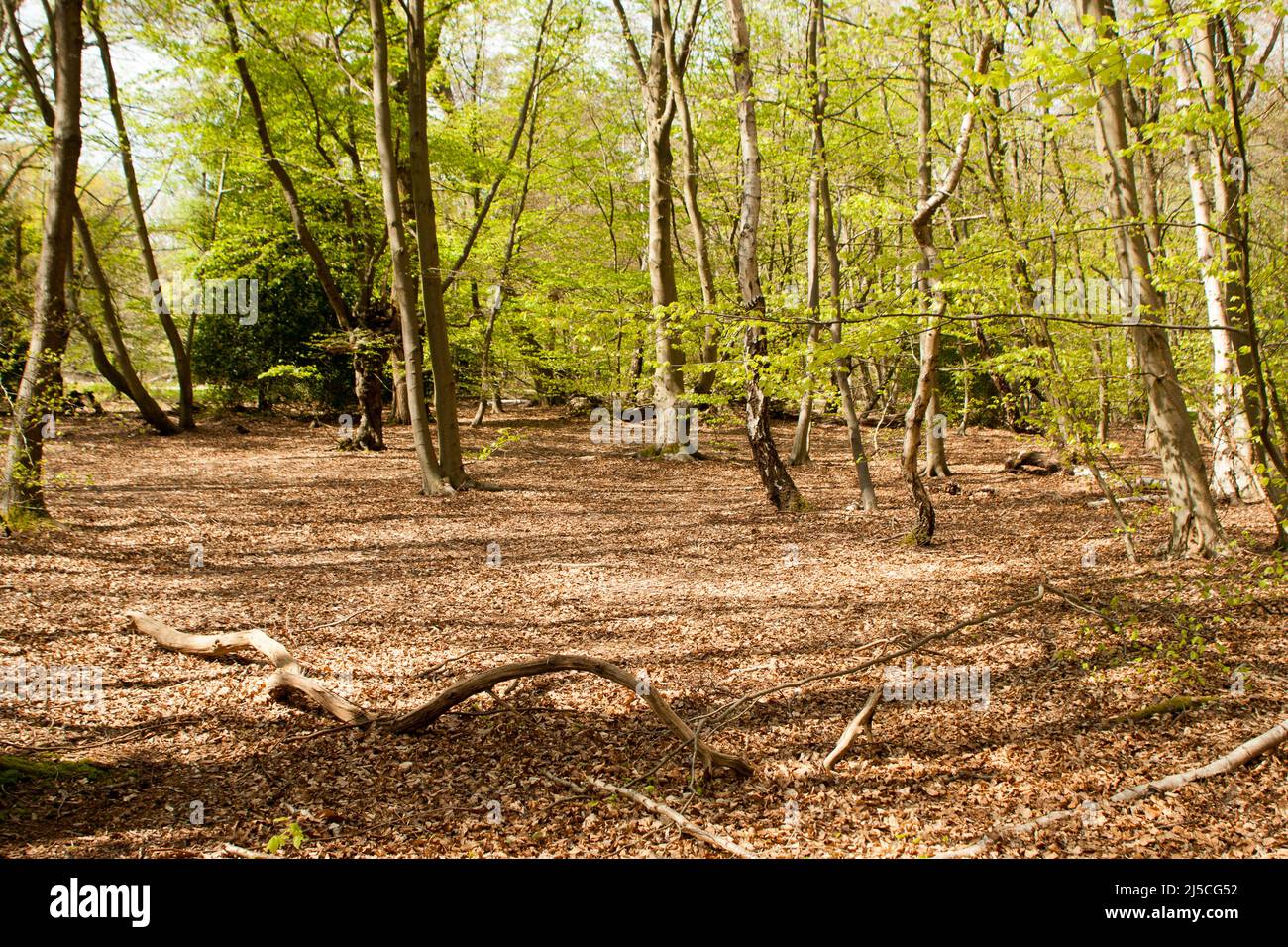 Little Monk Wood Epping Forest Essex, England UK Europe Stock Photo - Alamy