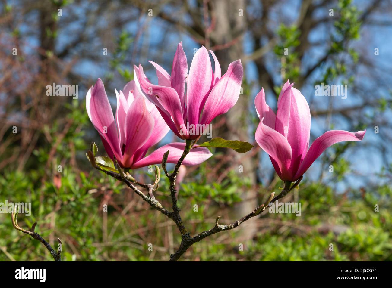 Magnolia ' Heaven Scent' Stock Photo - Alamy