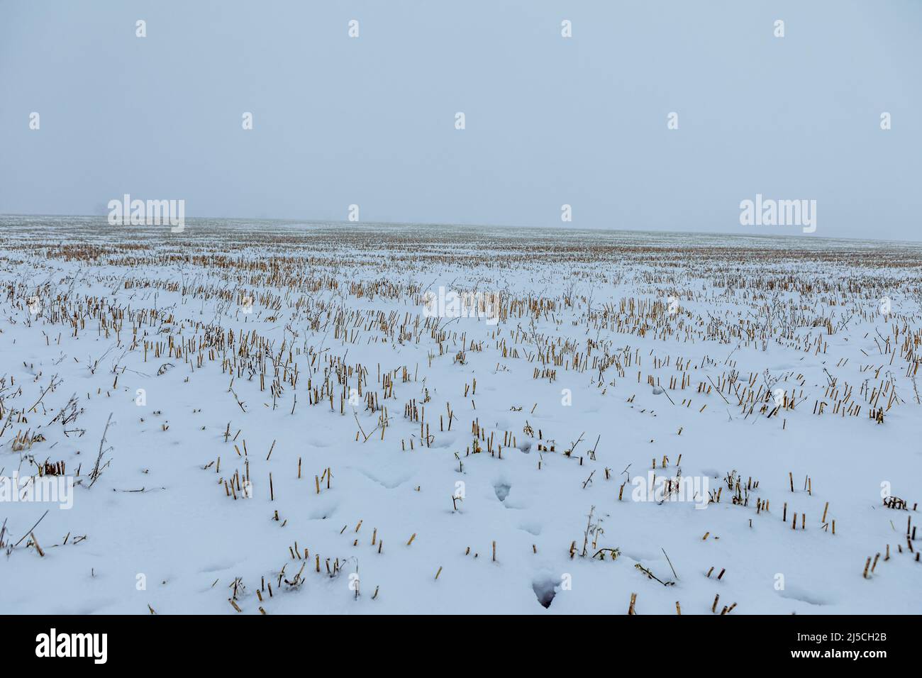 Wintry landscape at diffuse light in Germany Stock Photo - Alamy
