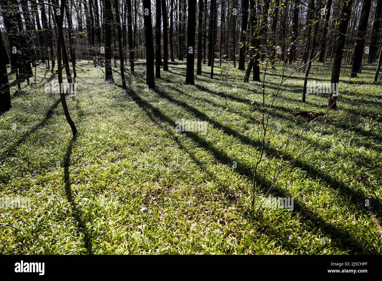 Deciduous forest bears leek hi-res stock photography and images - Alamy