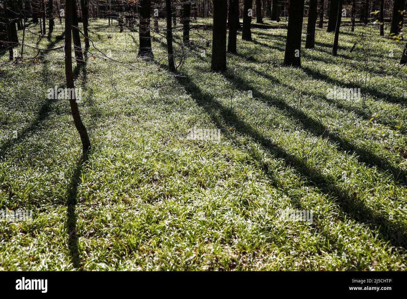 Deciduous forest bears leek hi-res stock photography and images - Alamy