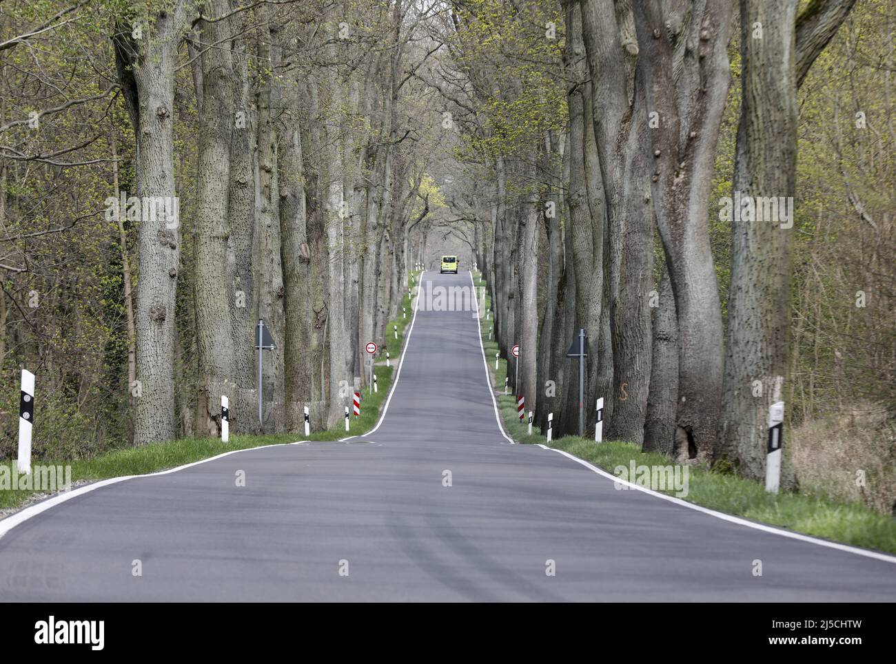 A car on an avenue of trees in Muencheberg in the state of Brandenburg ...