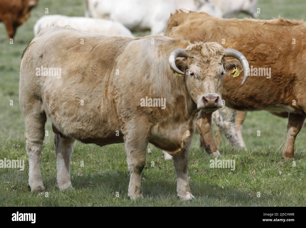 Free-range calves, cattle and cows of the Jahnsfelder Biolandhof in ...