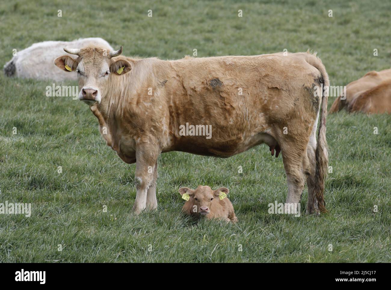 Free-range calves, cattle and cows of the Jahnsfelder Biolandhof in ...